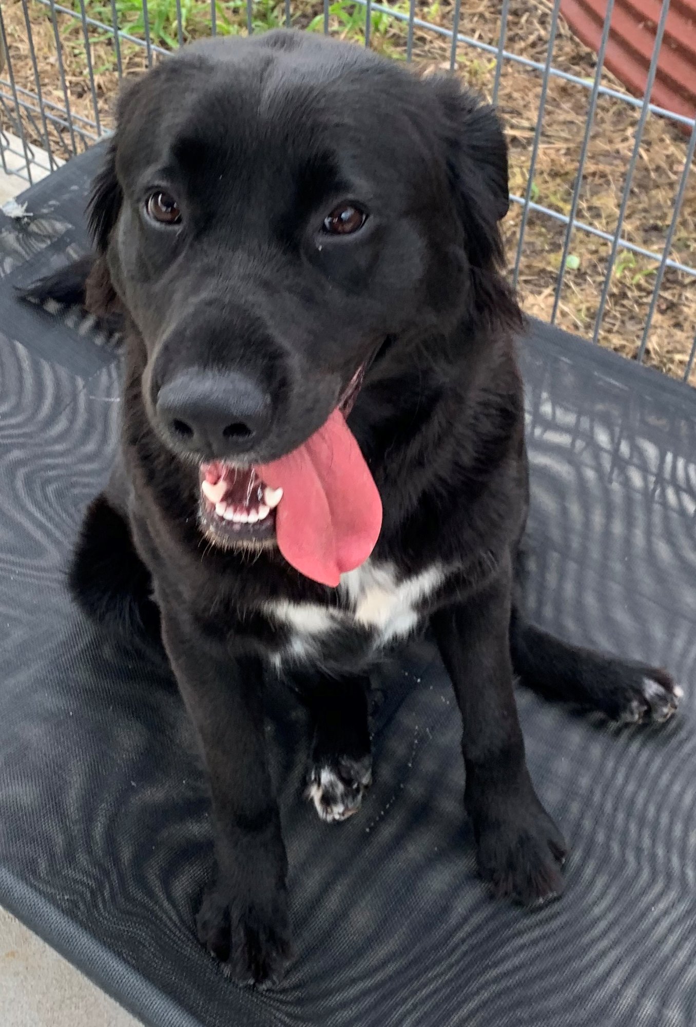 Gypsy - Medium Female Labrador Mix Dog in VIC - PetRescue