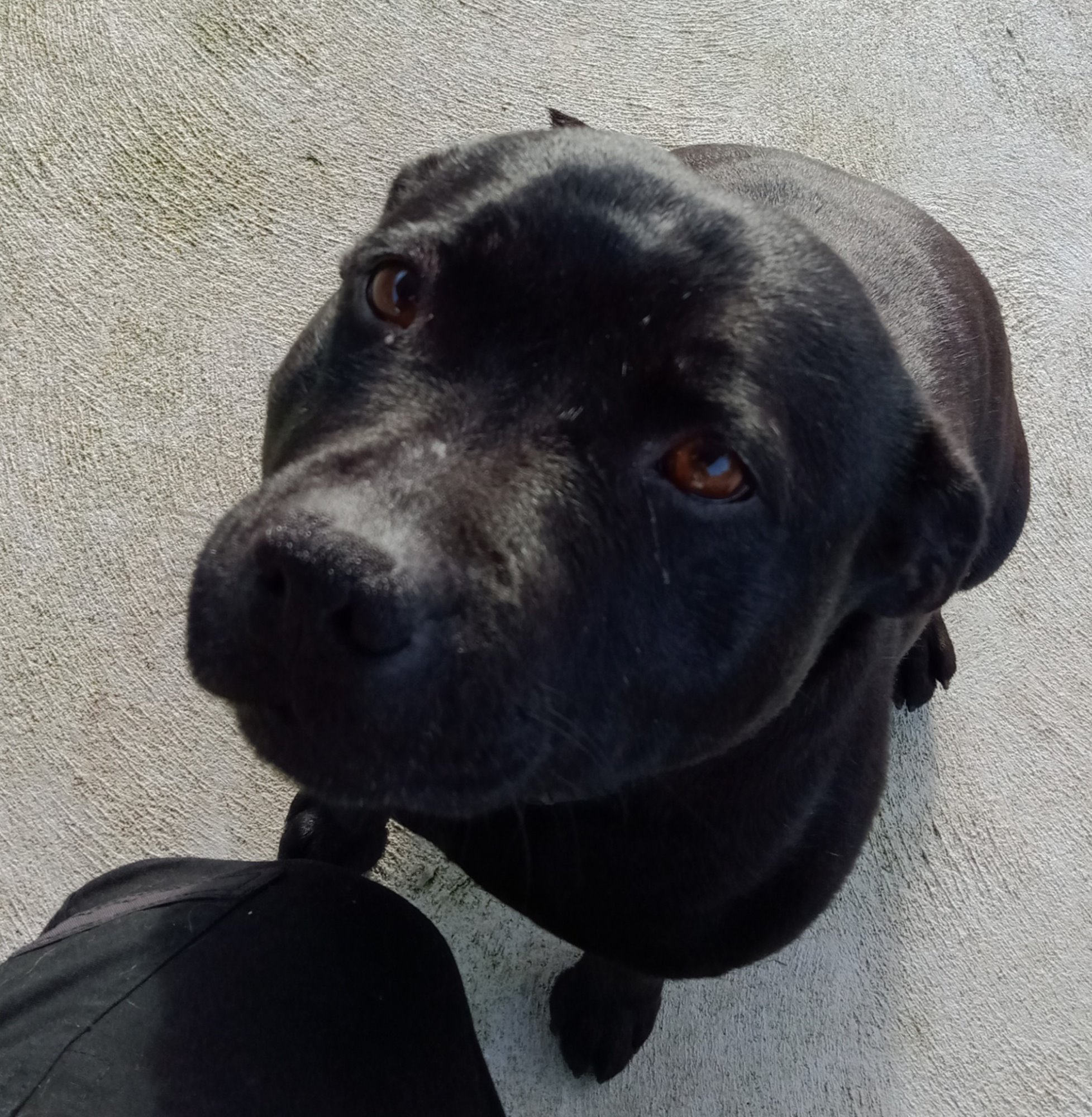 Roxy - Small Female Staffordshire Bull Terrier Dog in VIC - PetRescue