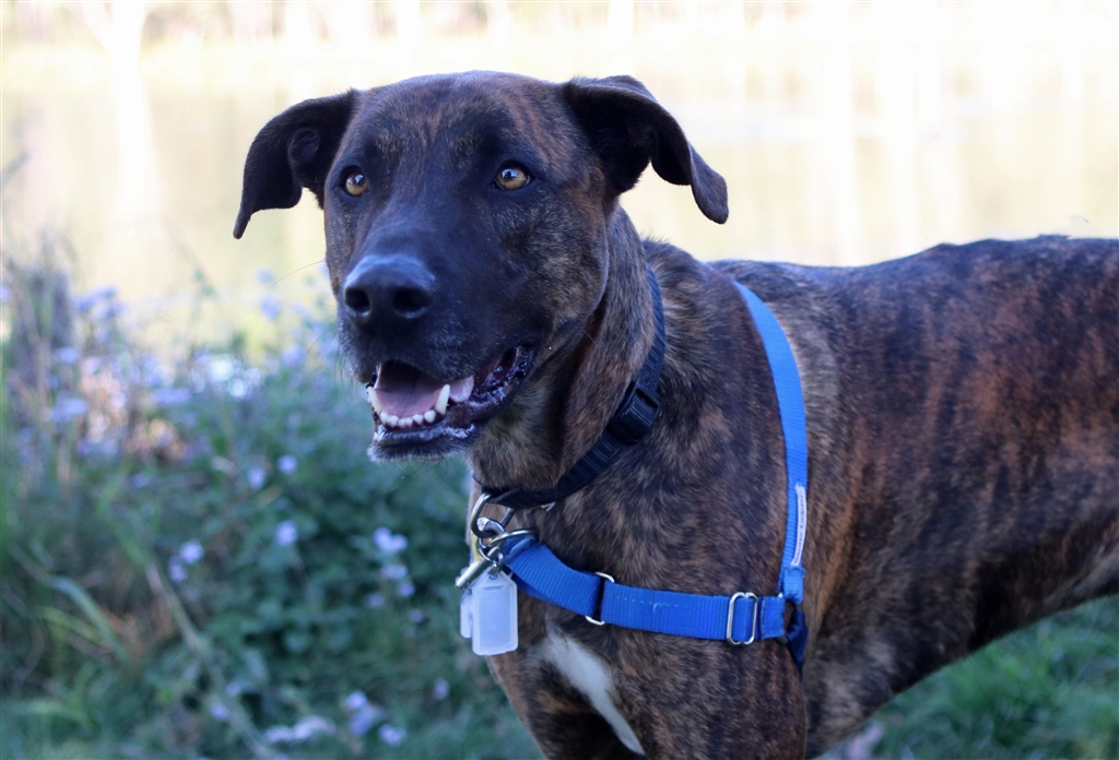 Diesel - Large Male Lurcher Mix Dog in QLD - PetRescue