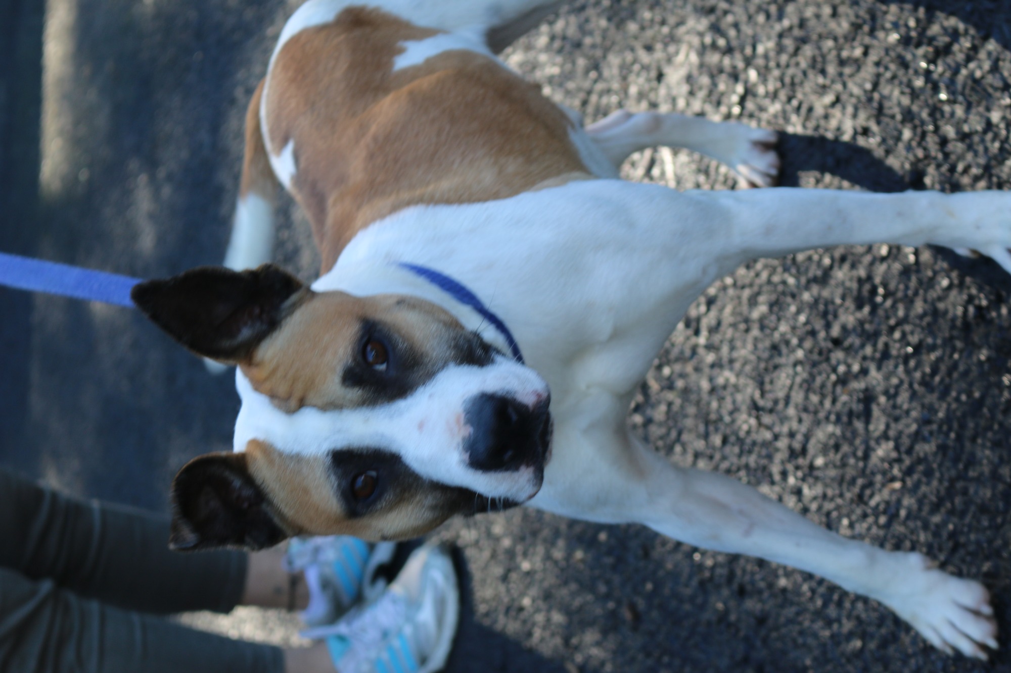 Radar - Medium Male Amstaff Mix Dog in NSW - PetRescue