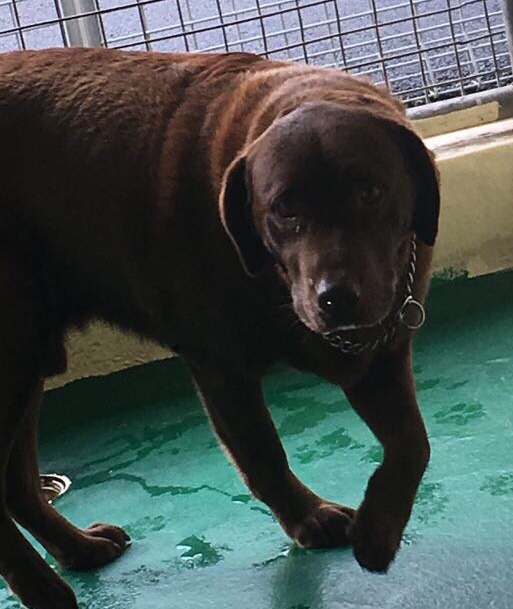Tubby - 47146 - Medium Male Labrador Dog in VIC - PetRescue