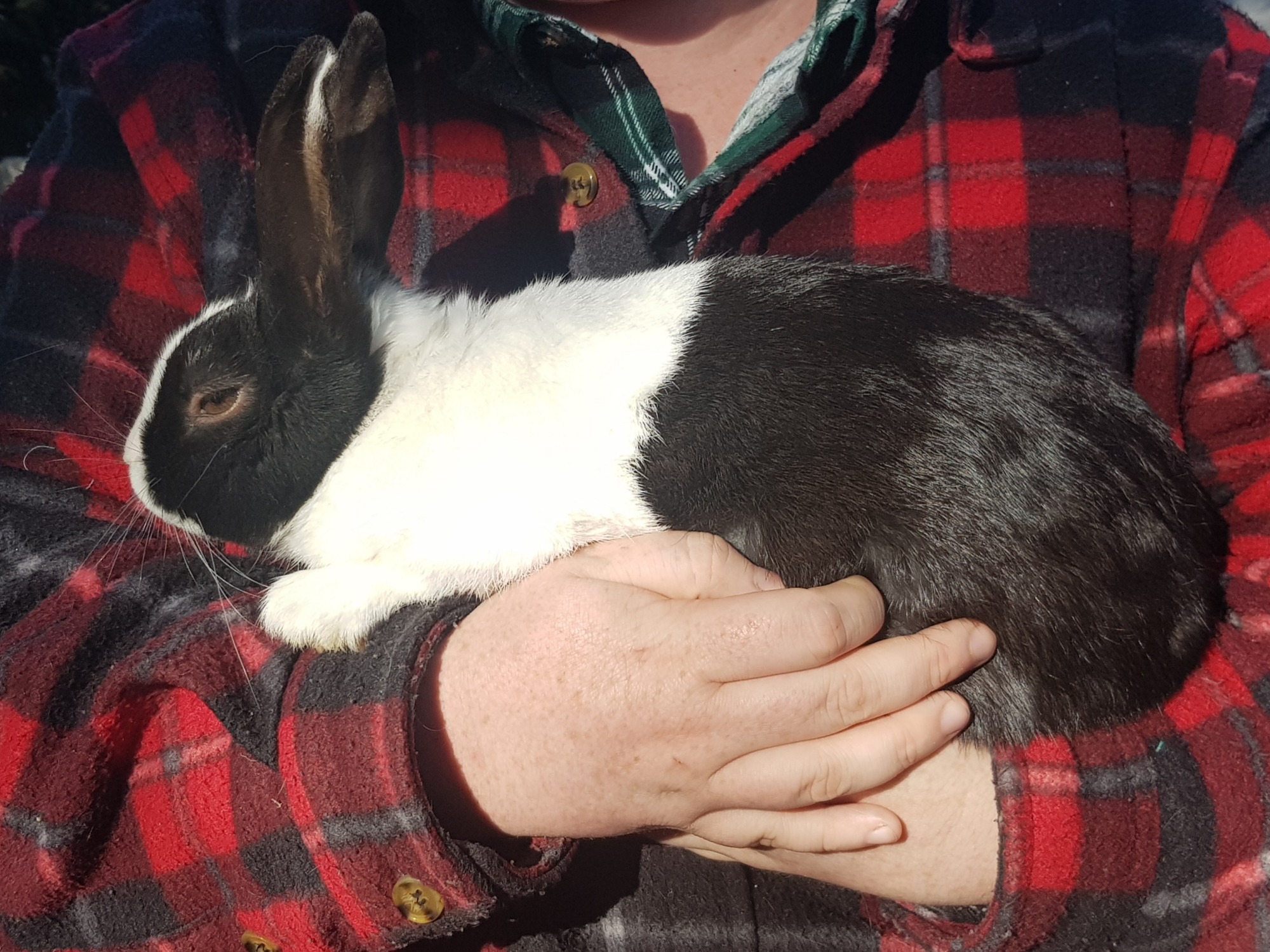 Hero - Male Dutch Rabbit in NSW - PetRescue