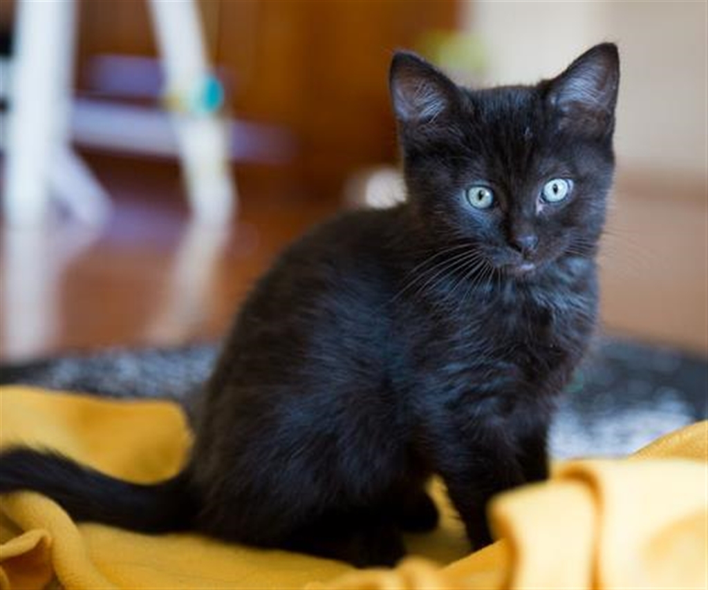 RSPCA Gympie - PetRescue