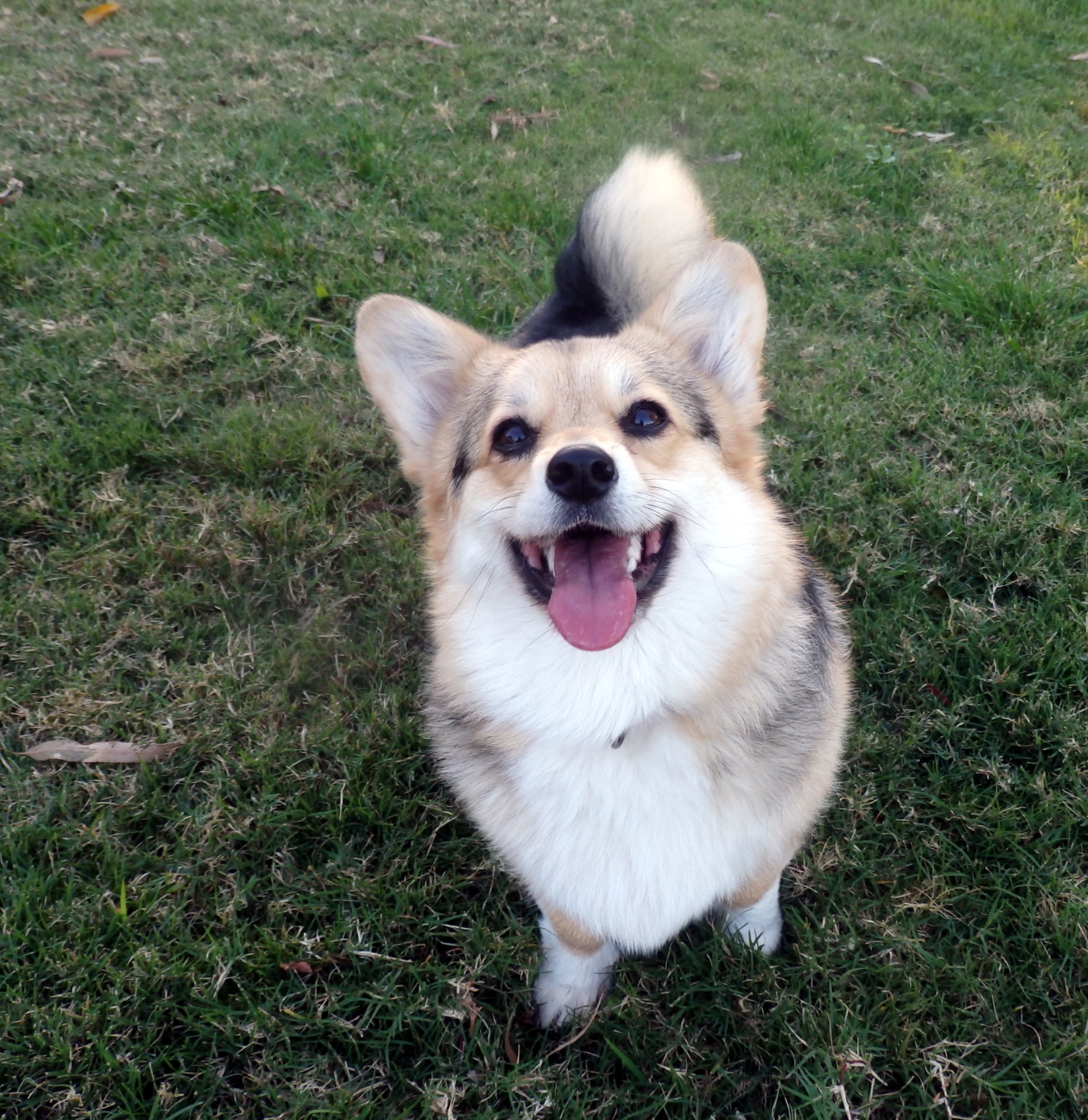 Lucy - Medium Female Corgi, Pembroke Dog in QLD - PetRescue