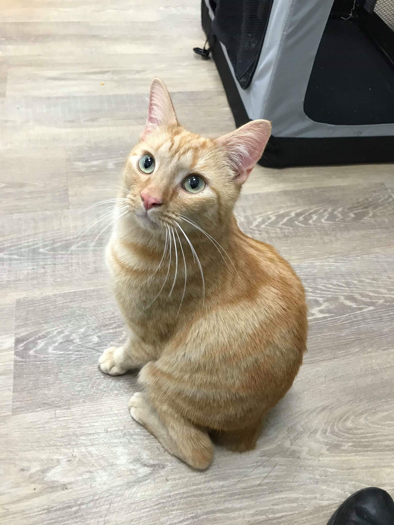 Cedric - Male Manx Cat in QLD - PetRescue