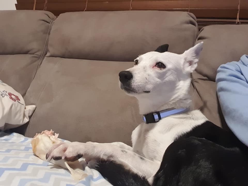 Twigglet - Medium Female Border Collie Dog in QLD - PetRescue