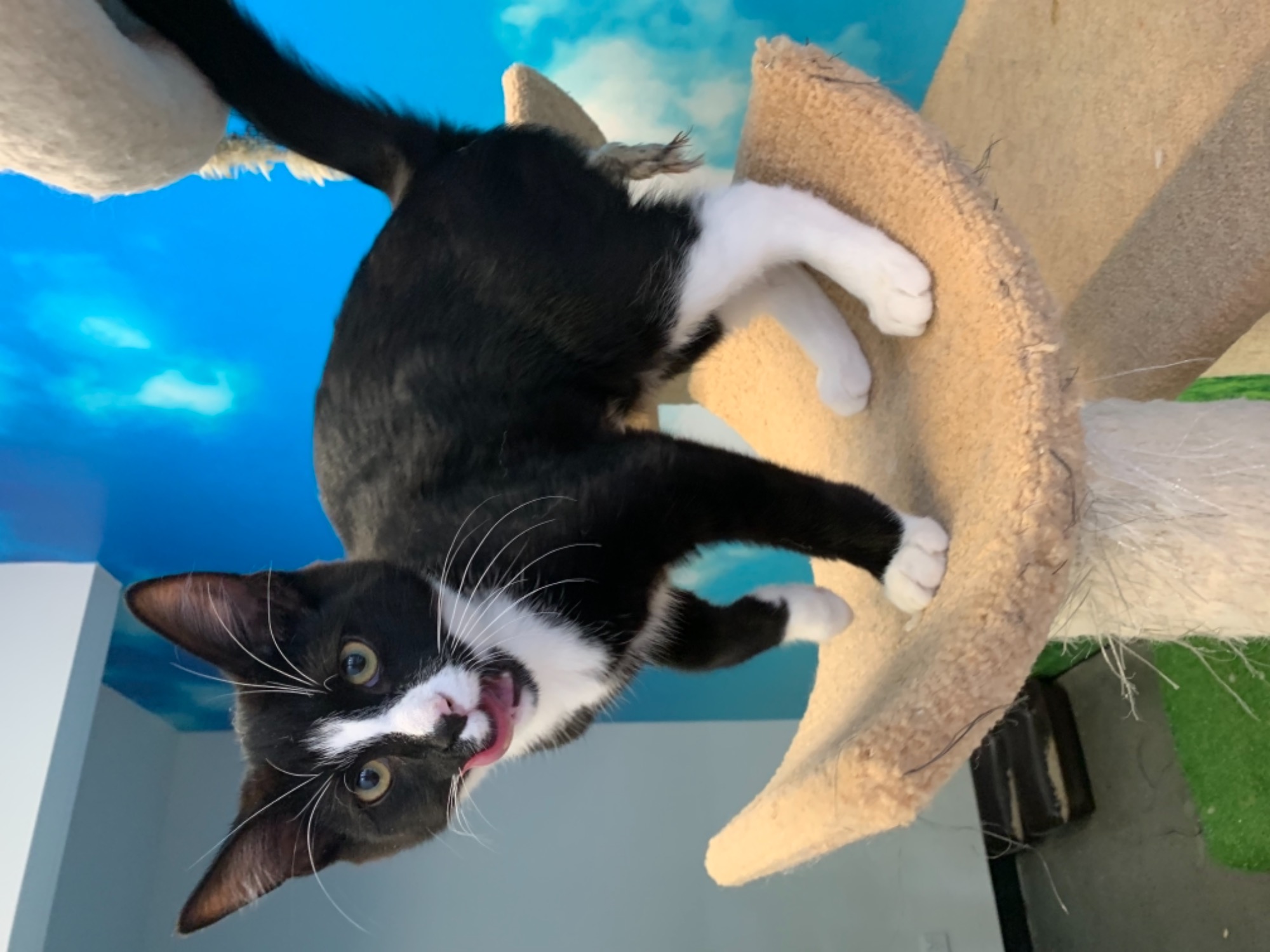 Jagermeister - Male Domestic Short Hair Cat in VIC - PetRescue