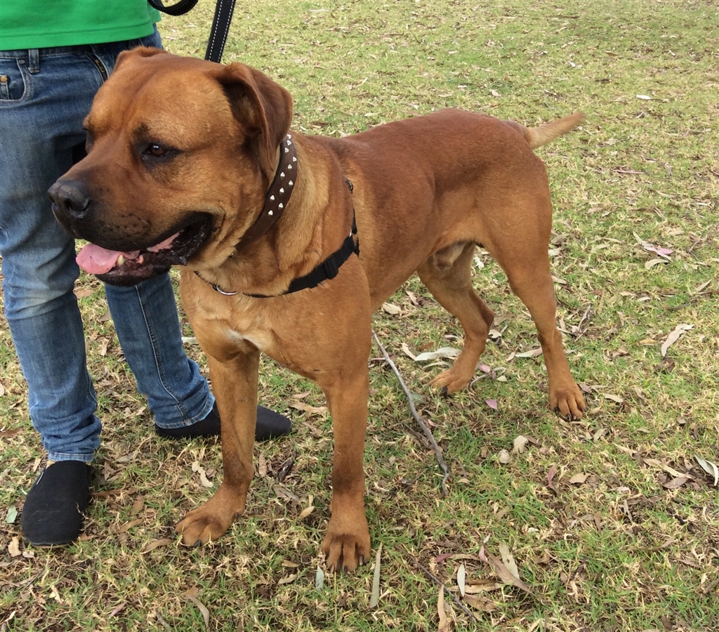 Tiny Tim - Large Male English Mastiff Mix Dog in QLD - PetRescue