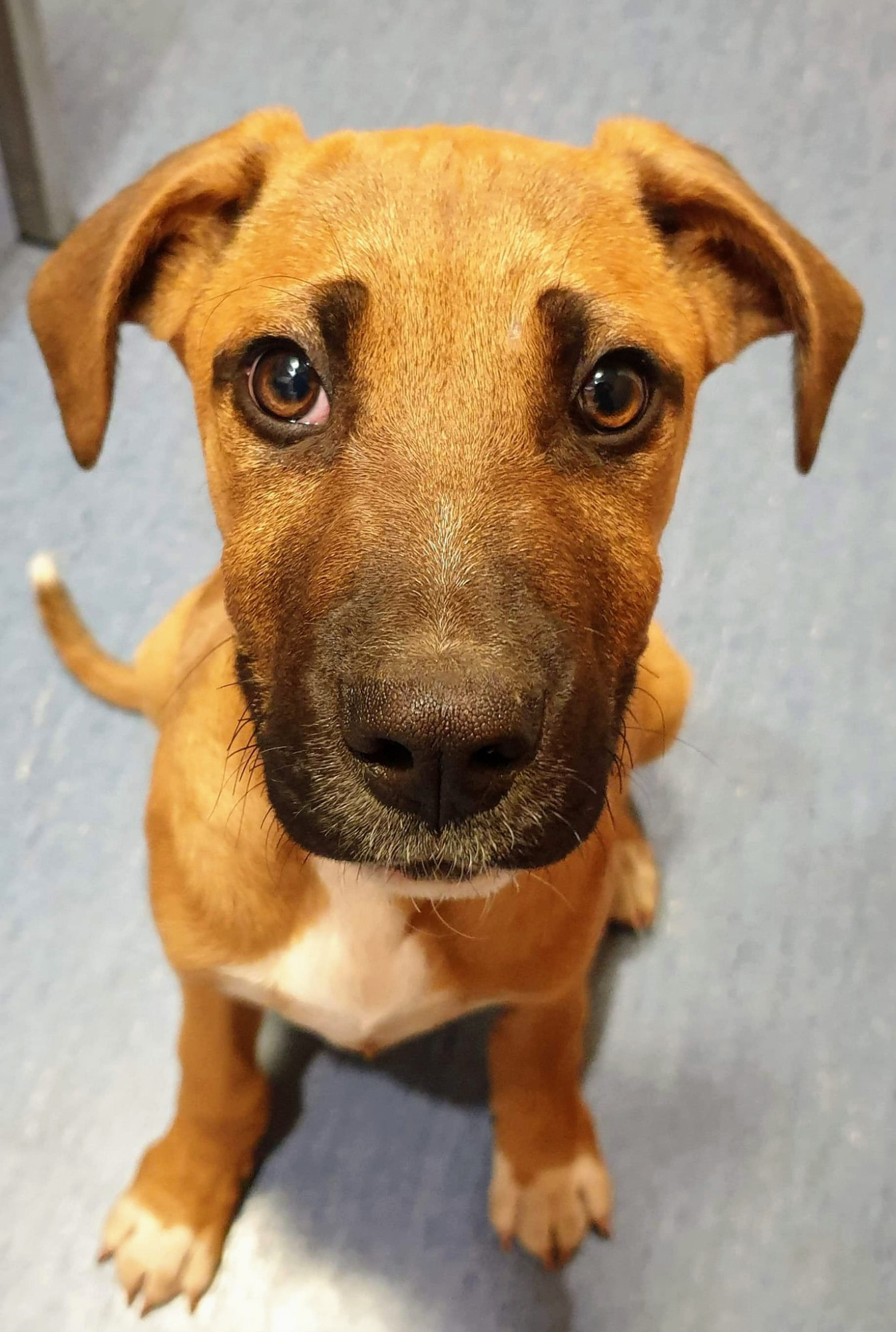 Wally - Large Male Rhodesian Ridgeback x Bull Arab Dog in QLD - PetRescue