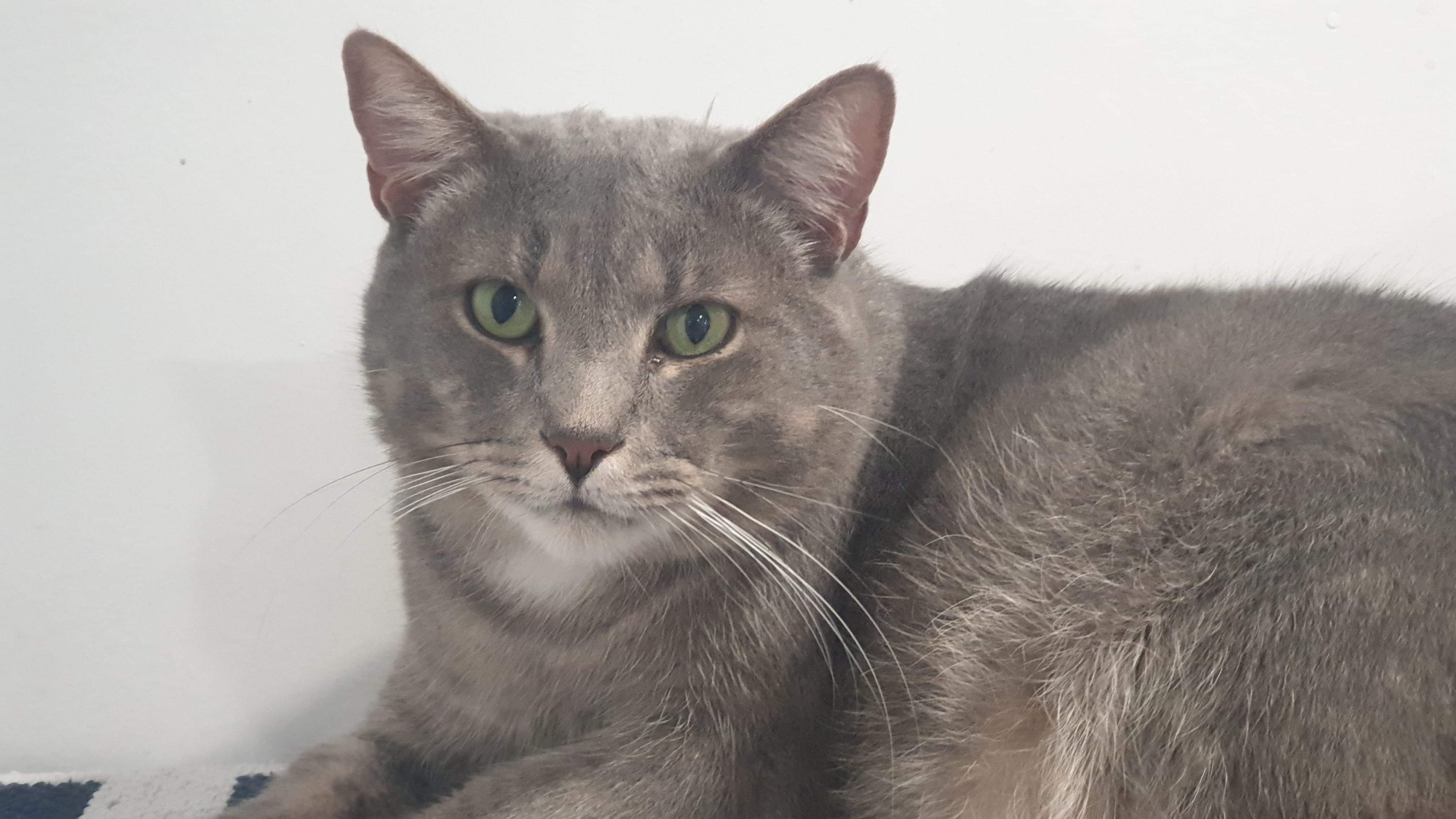 Boof - Male Domestic Short Hair Cat in QLD - PetRescue