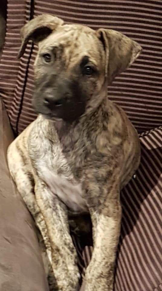 Emmette - Large Male Staghound x Bull Terrier x Bullmastiff Dog in NSW ...