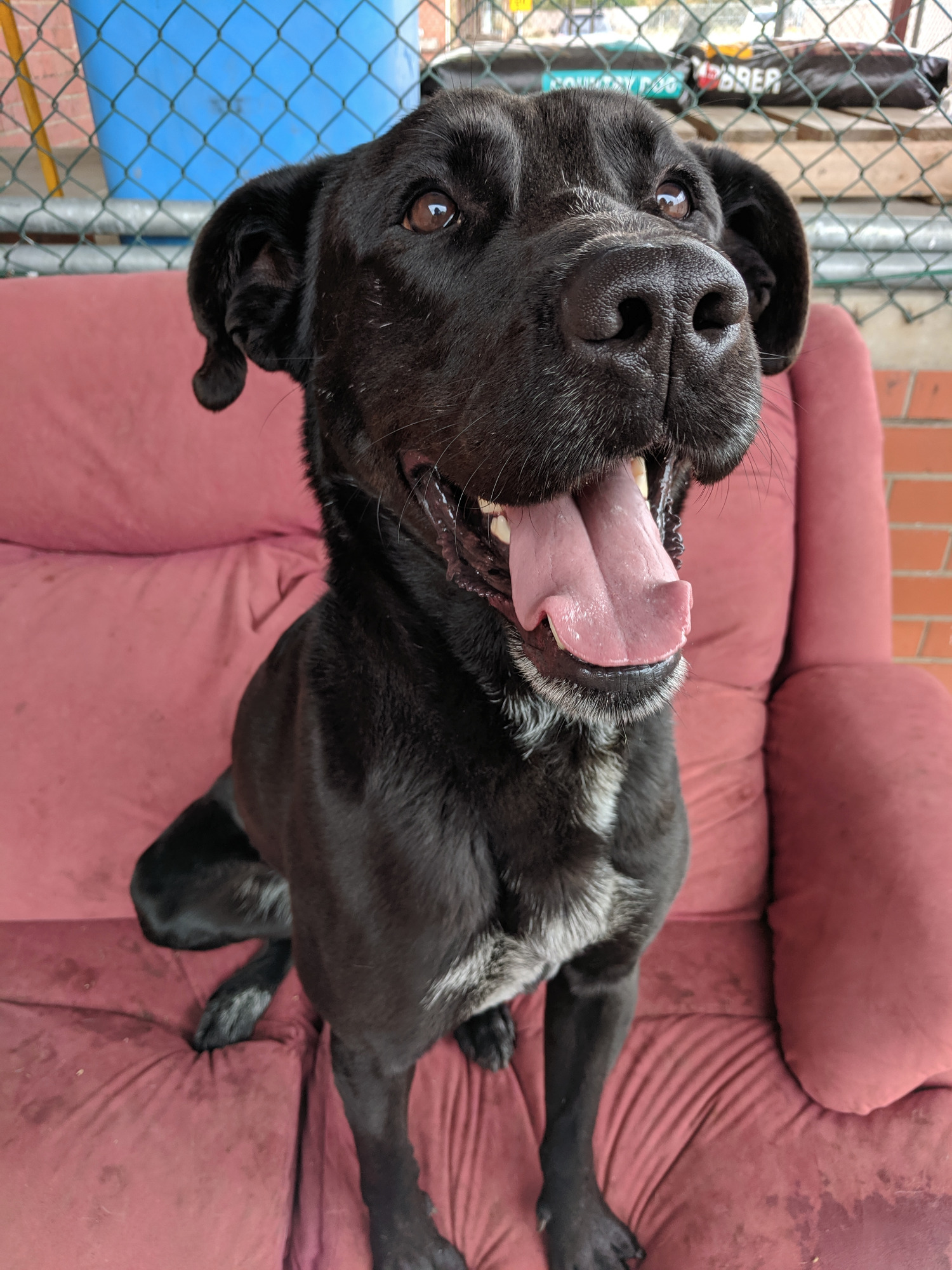 Pee Wee - Large Male Labrador Mix Dog in VIC - PetRescue
