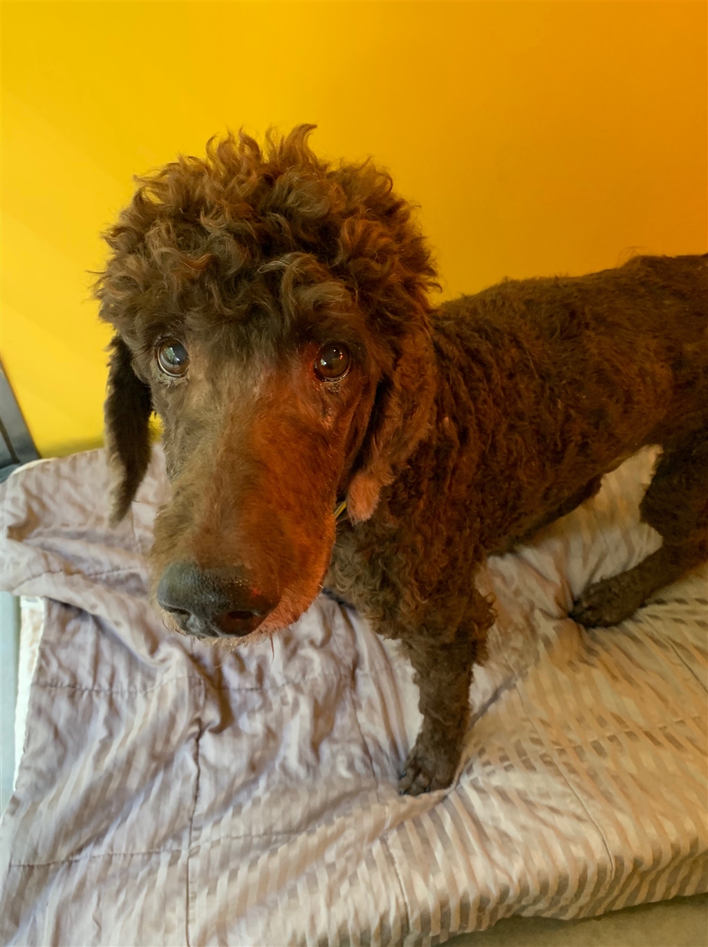 Bentley - Large Male Poodle Standard Mix Dog in QLD - PetRescue