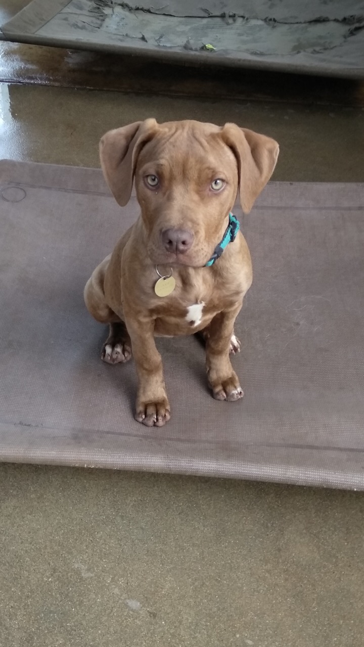 Ruby - Large Female Neapolitan Mastiff x Dogue De Bordeaux x Staffy Dog ...