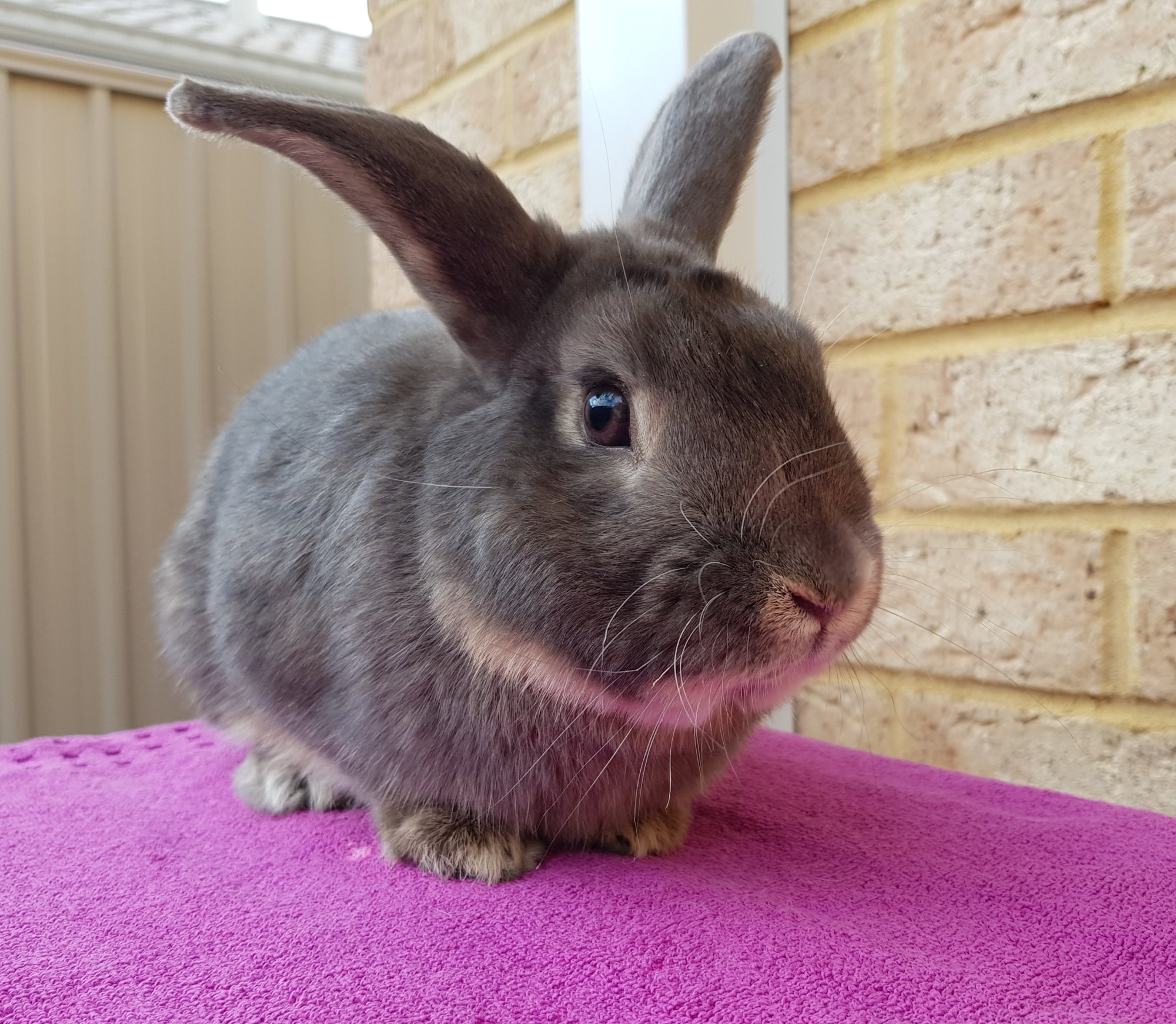 Jameson - Male Dwarf Mix Rabbit in WA - PetRescue