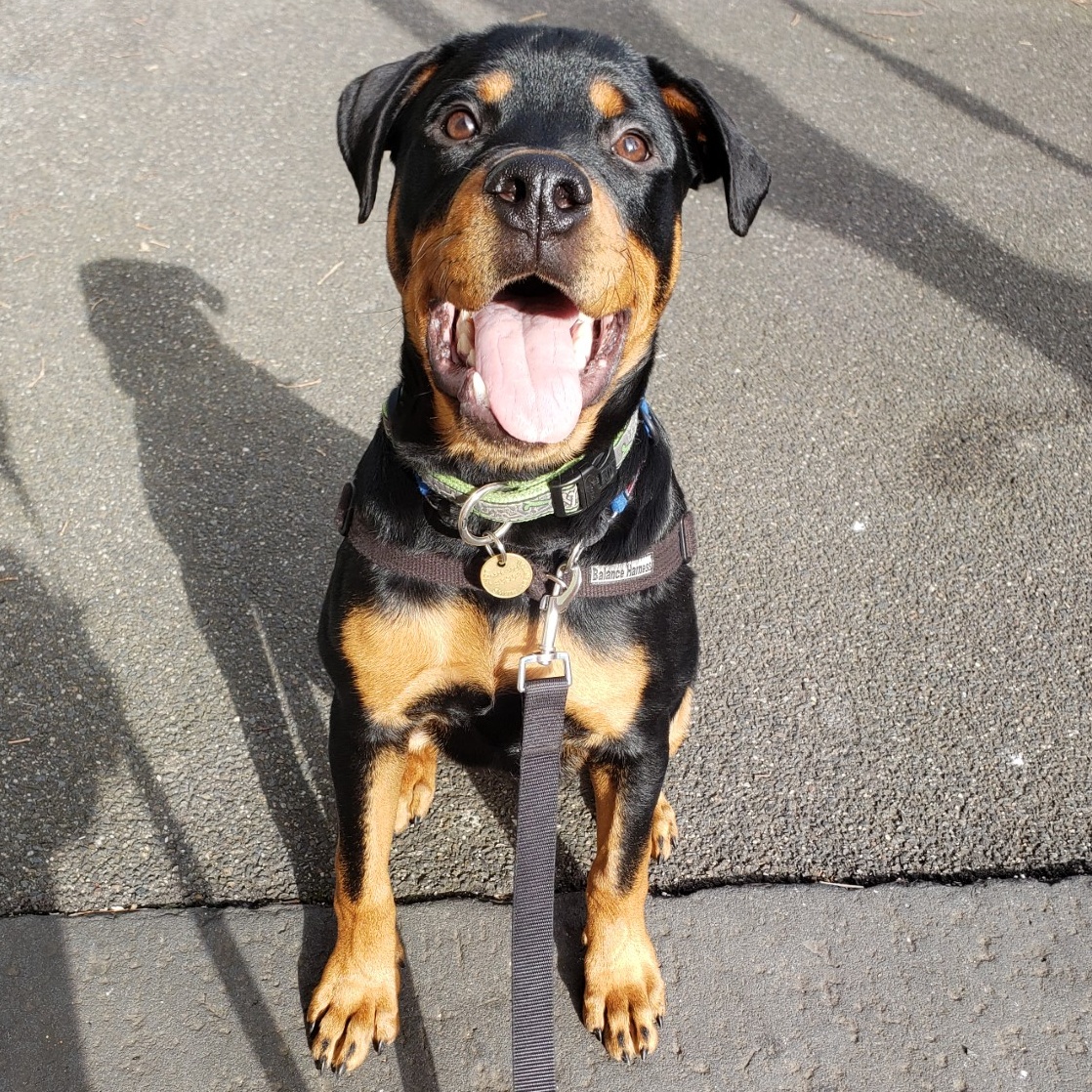 Thor - Large Male Rottweiler Dog in VIC - PetRescue