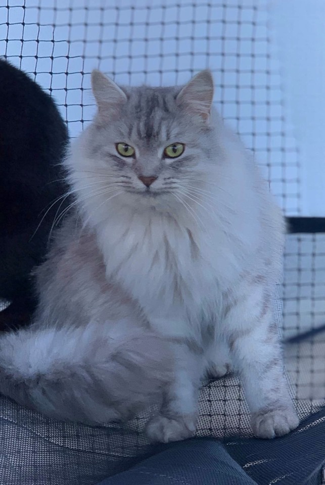 Light Grey - Female Ragdoll Mix Cat in QLD - PetRescue