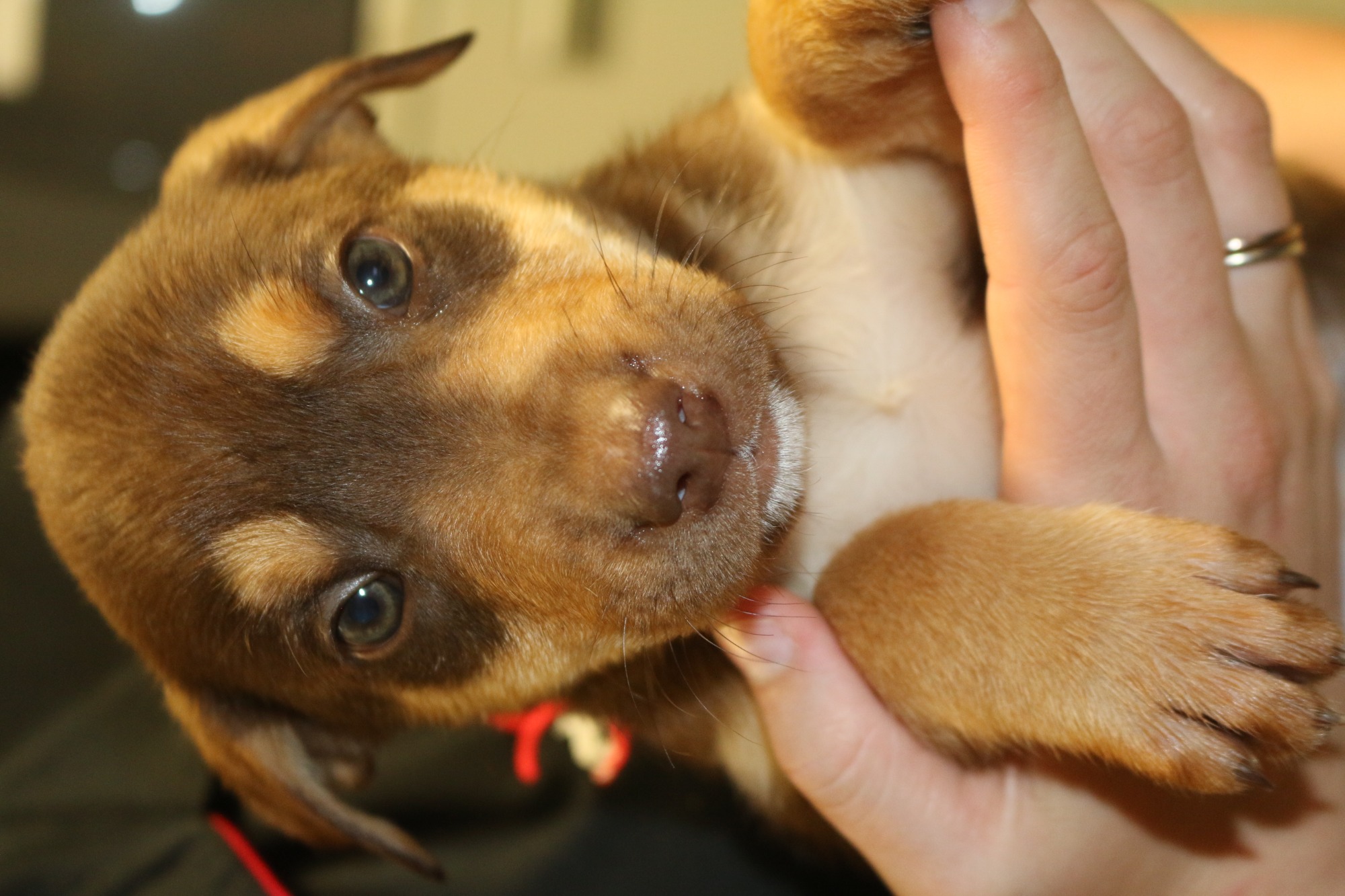 Dallas - Medium Male Koolie x Kelpie Dog in NSW - PetRescue