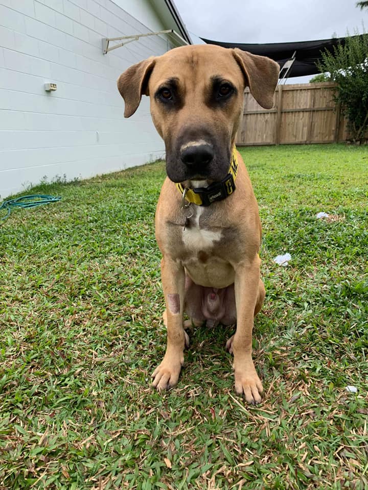 Oscar - Large Male Mastiff x Rhodesian Ridgeback Mix Dog in QLD - PetRescue