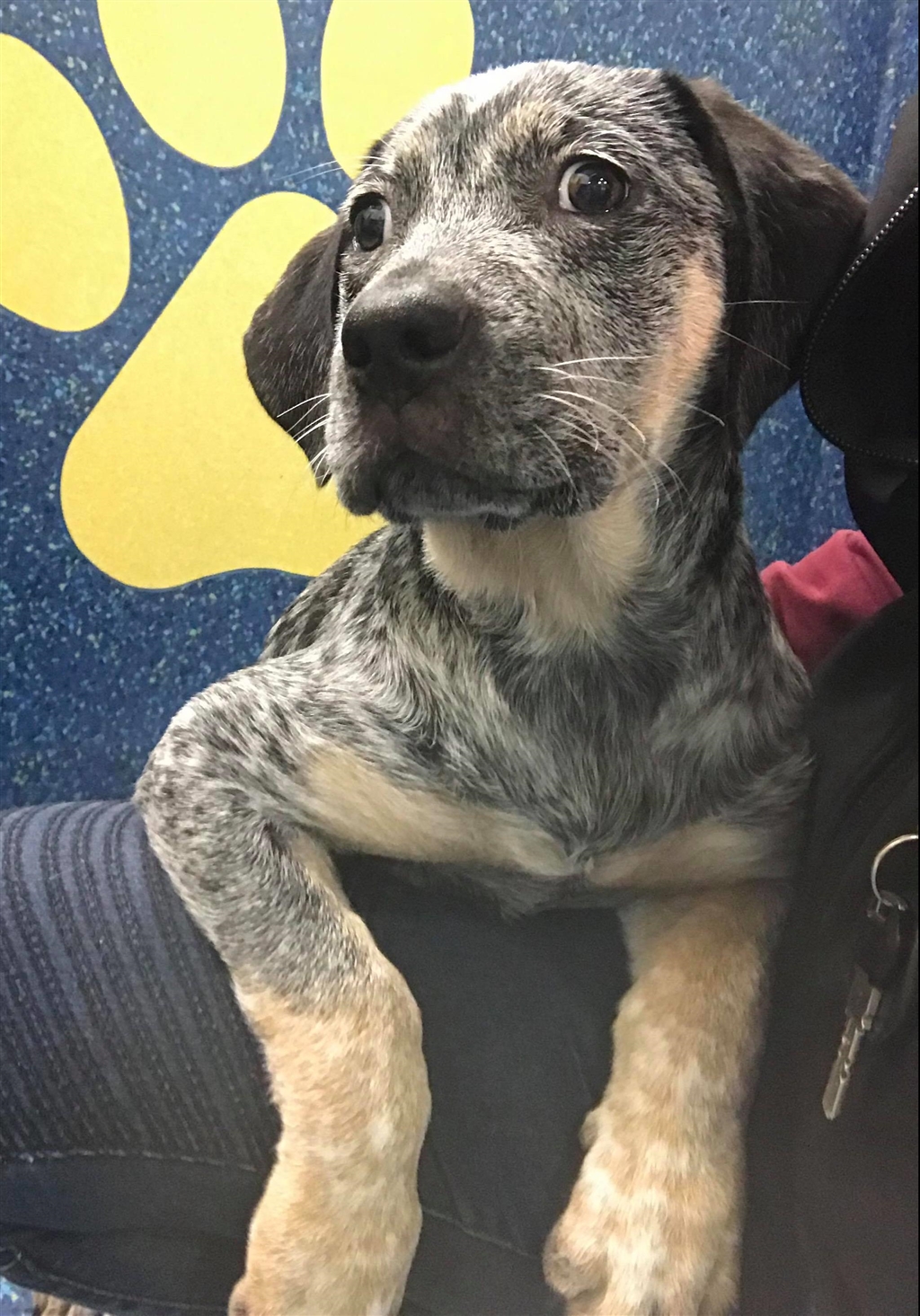 denver - Large Female Australian Cattle Dog x Neapolitan Mastiff Mix ...