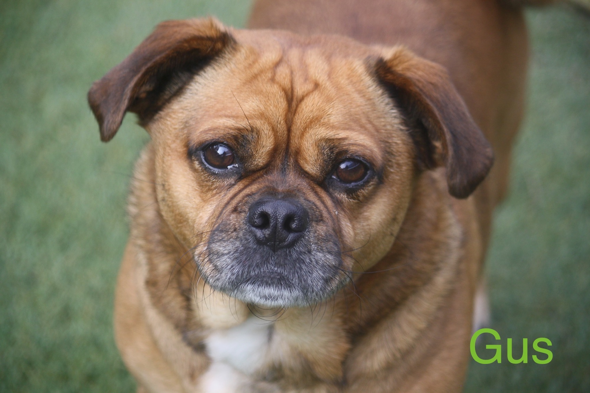 Gus - Small Male Pug Mix Dog in VIC - PetRescue