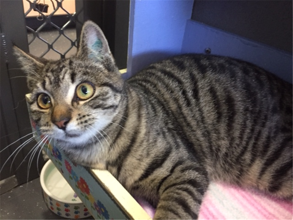 Zebby - Male Domestic Short Hair Mix Cat in QLD - PetRescue