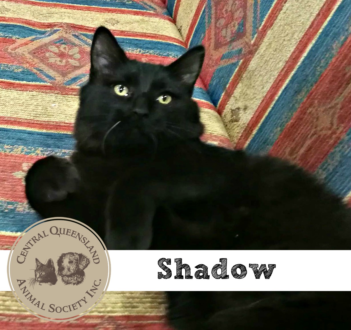 Shadow - Male Maine Coon Cat in QLD - PetRescue