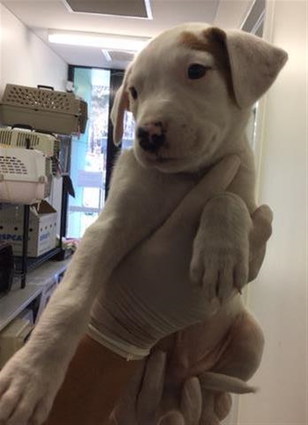 Ollie - Medium Male German Wirehaired Pointer x American Staffordshire ...