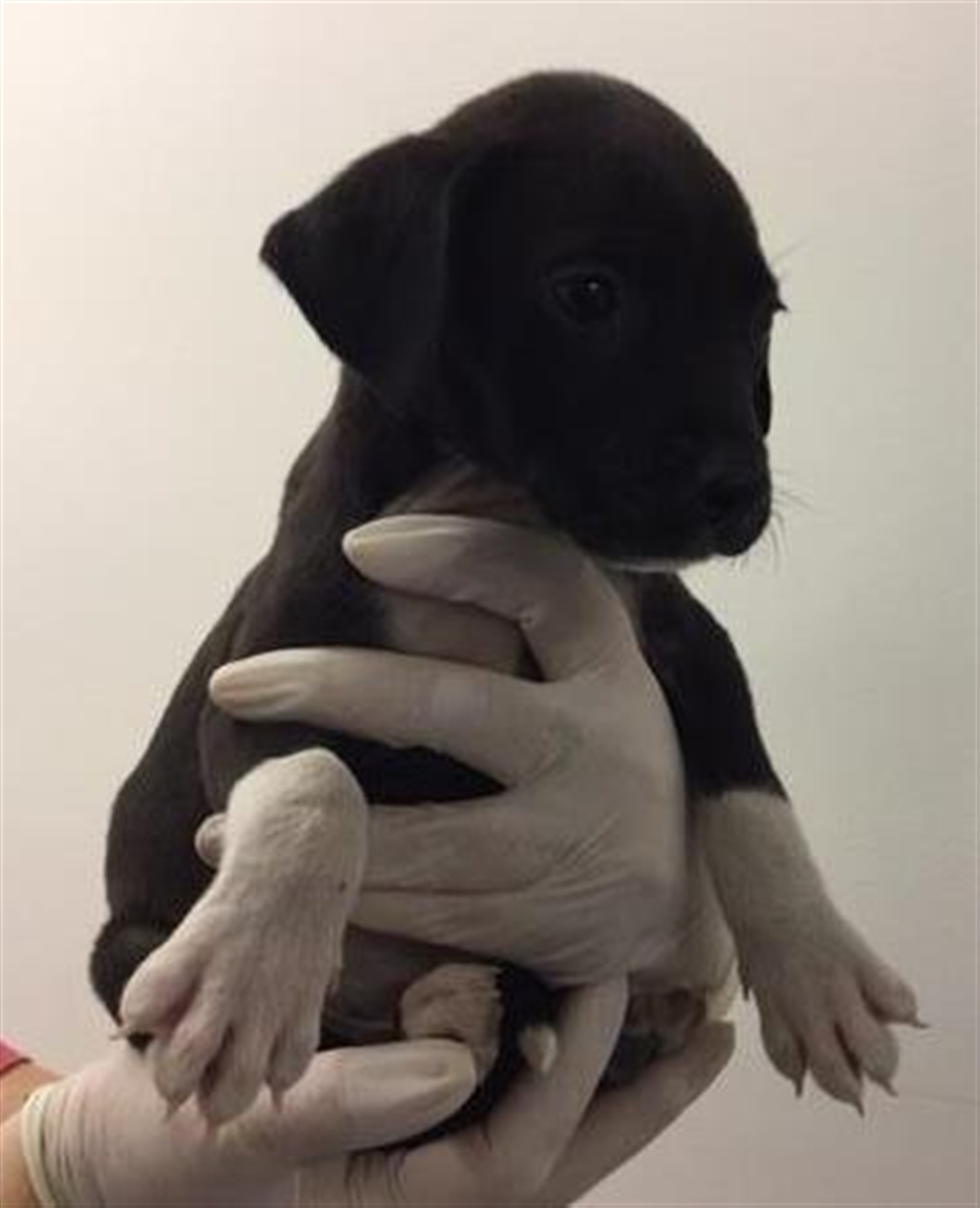 Whiskey - Medium Male German Wirehaired Pointer x American ...