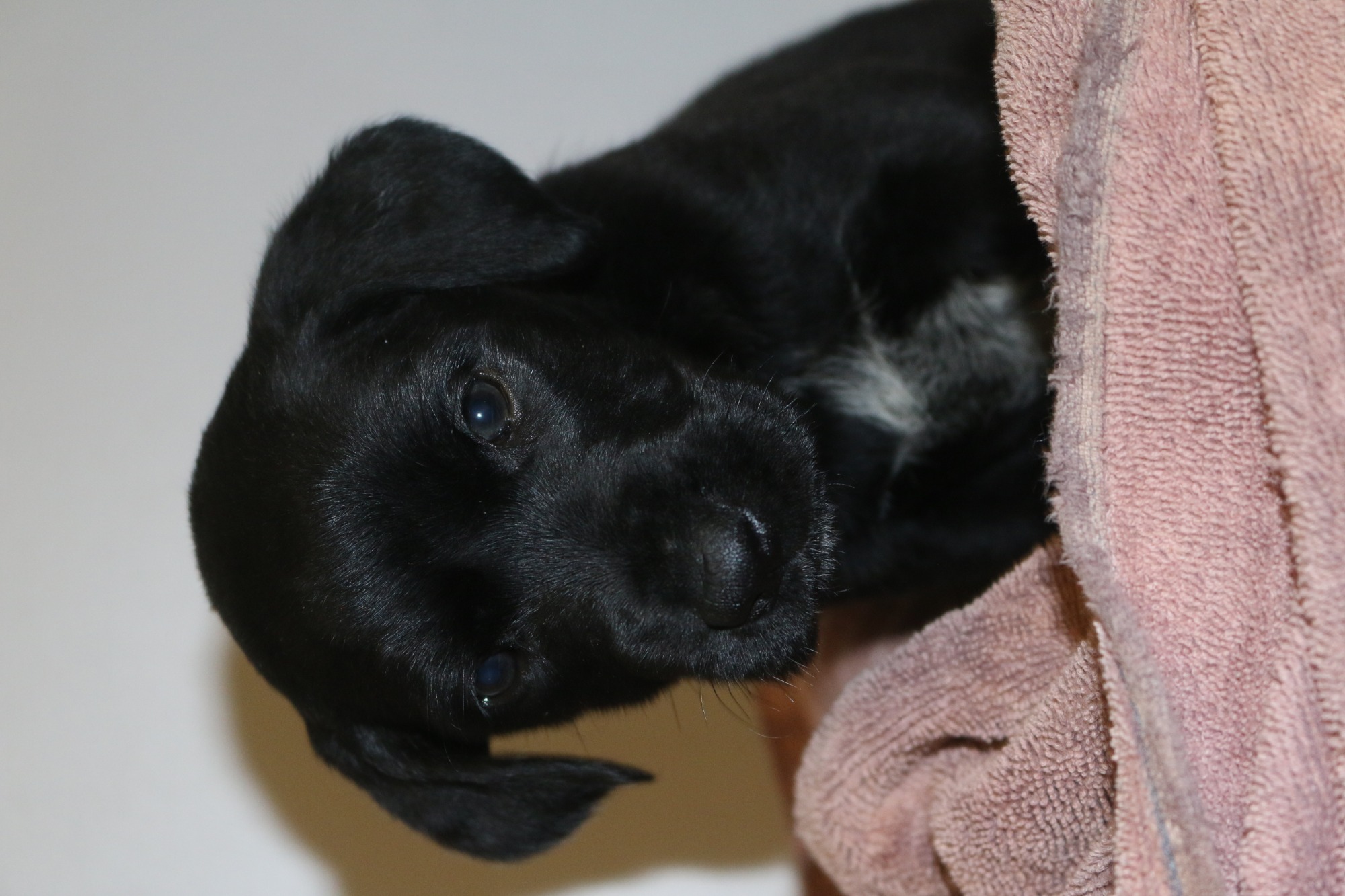 Mercy - Large Female German Shorthaired Pointer x Irish Wolfhound Dog ...