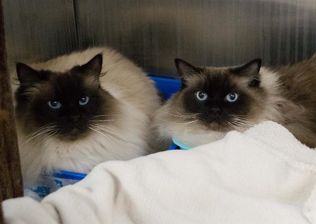 Coco Chanel - Female Ragdoll Cat in ACT - PetRescue