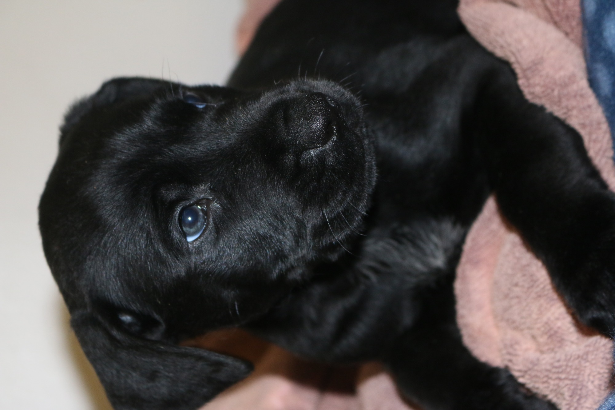 Deke - Large Male German Shorthaired Pointer x Irish Wolfhound Dog in ...