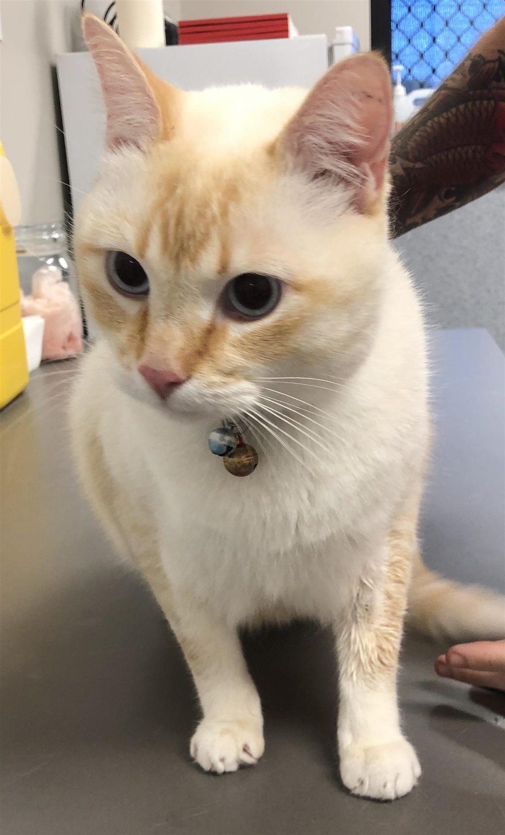 Ferris - Male Snowshoe Mix Cat in QLD - PetRescue