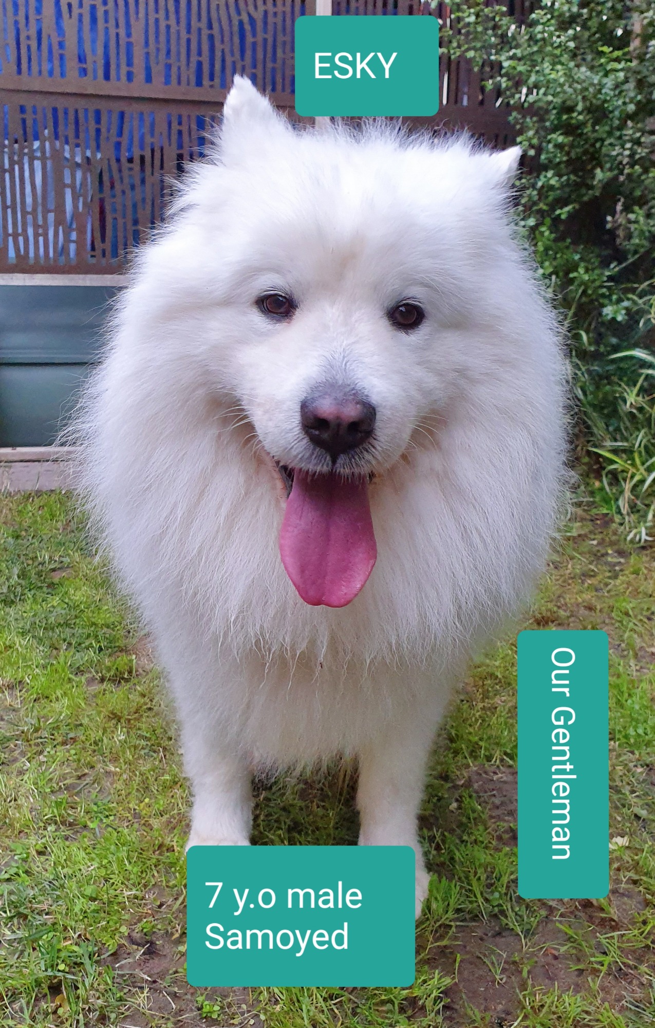 Esky - Large Male Samoyed Dog in VIC - PetRescue