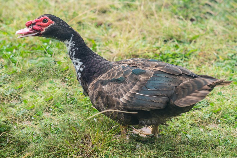 Quackie Chan - Male Duck in NSW - PetRescue