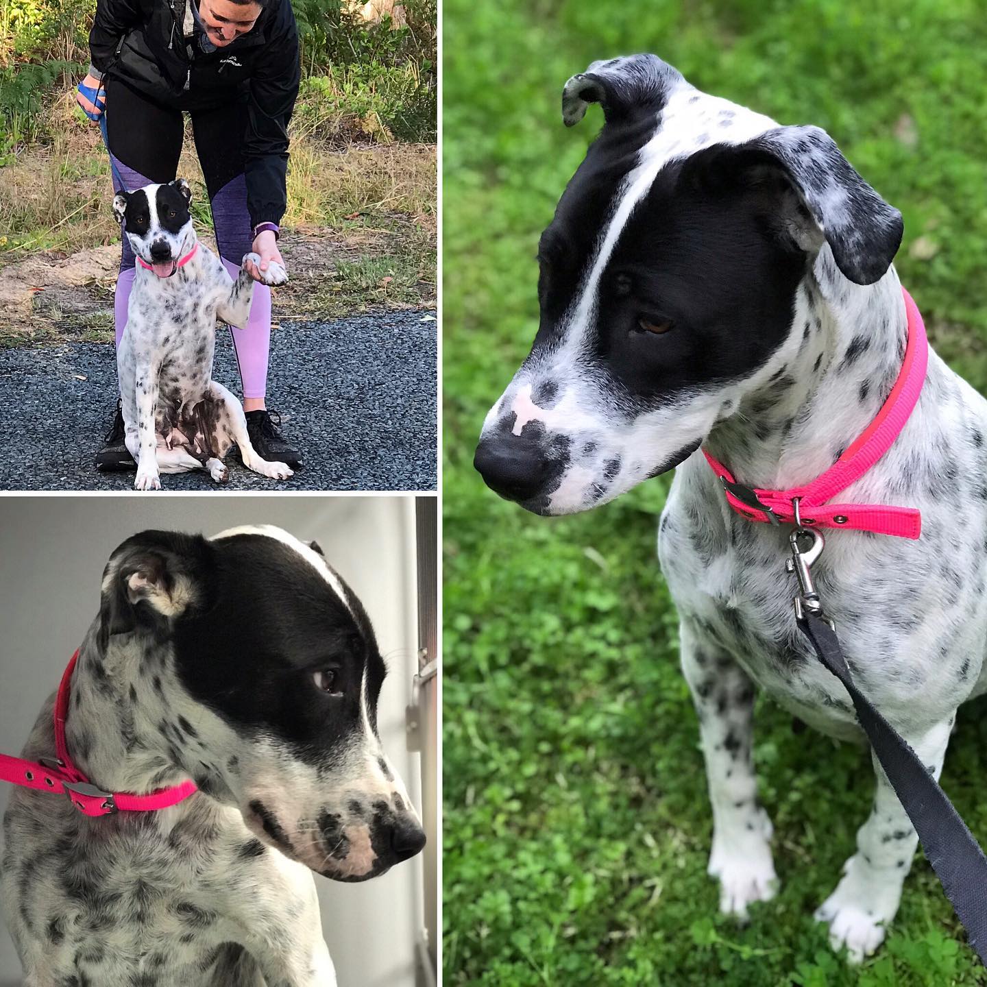 Macy - Large Female Bull Arab Mix Dog in NSW - PetRescue