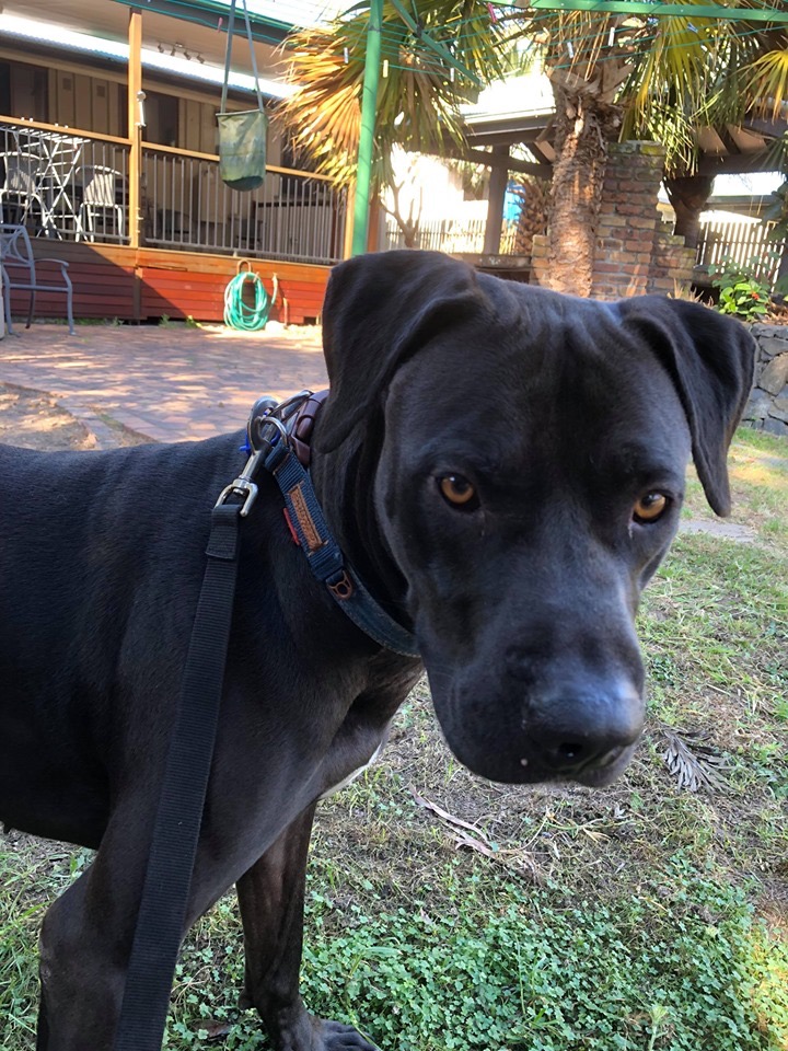 Sid - Large Male Great Dane x Labrador Mix Dog in QLD - PetRescue