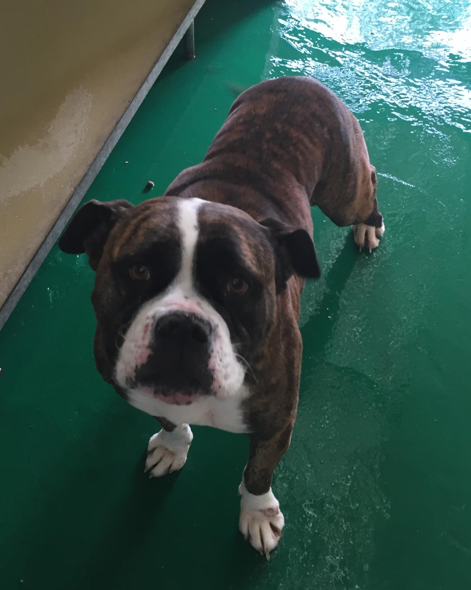 Maggie - 47532 - Medium Female American Bulldog Dog in VIC - PetRescue