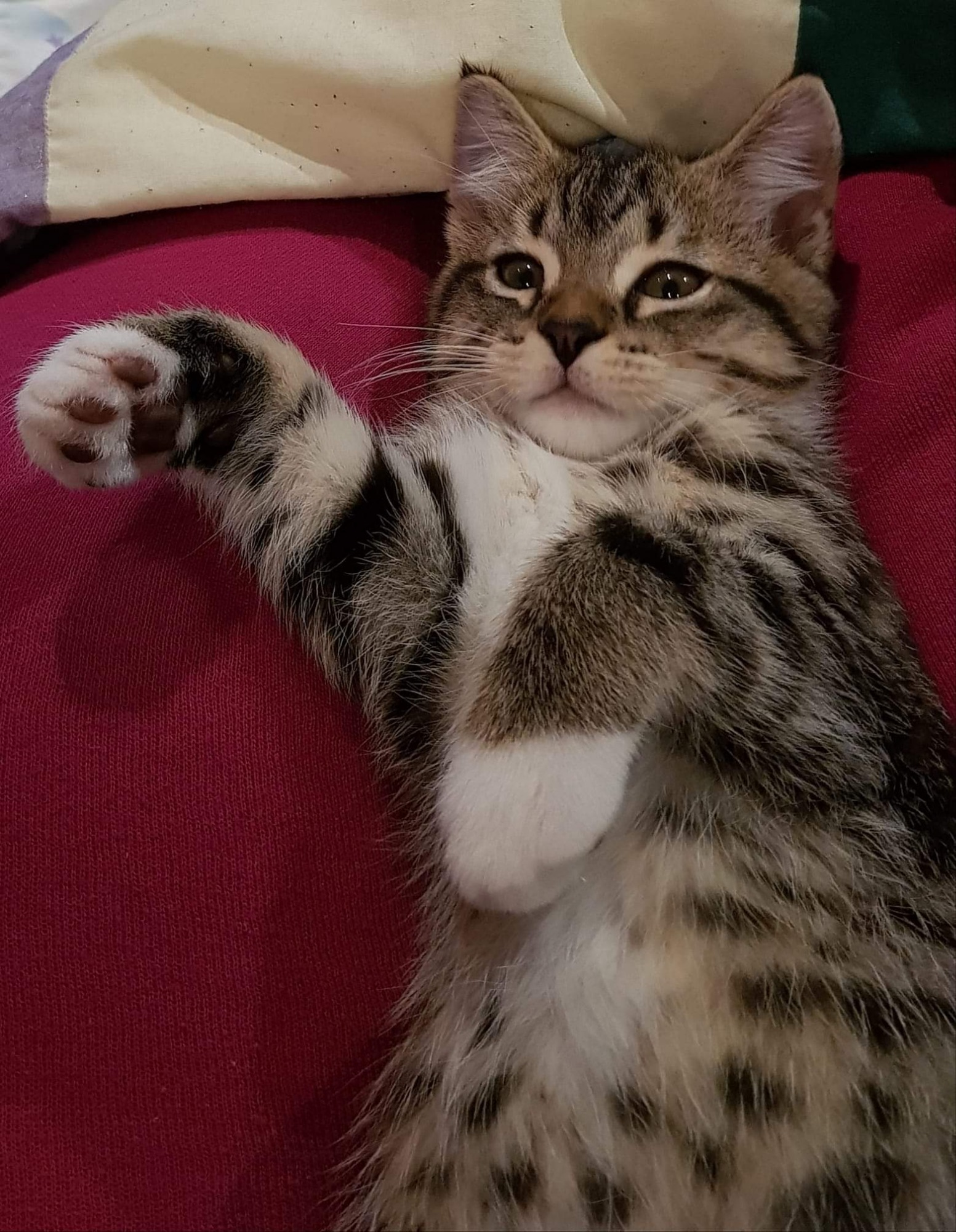 Tiger - Male Domestic Short Hair Cat in NSW - PetRescue
