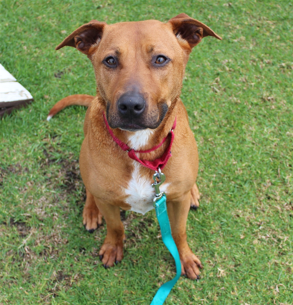 Tash - Large Female American Staffy Mix Dog in WA - PetRescue