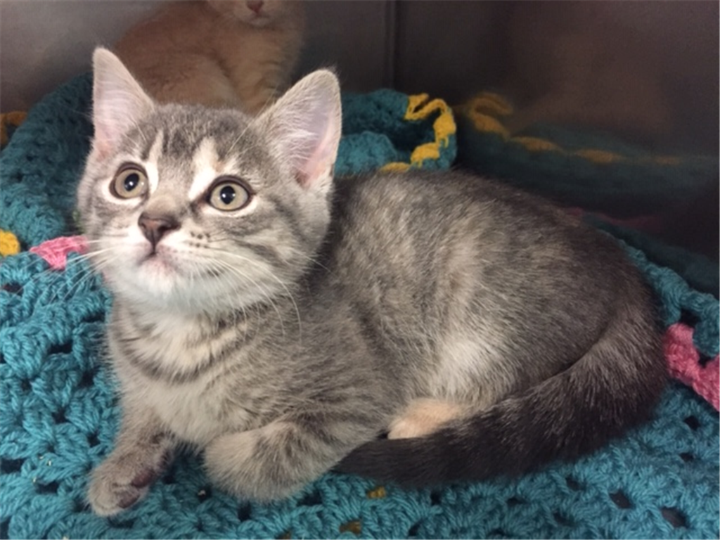 Nibbles - Female Domestic Short Hair Mix Cat in QLD - PetRescue