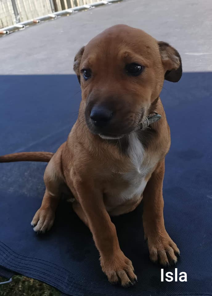 Isla - Large Female Ridgeback x German Shepherd Mix Dog in QLD - PetRescue