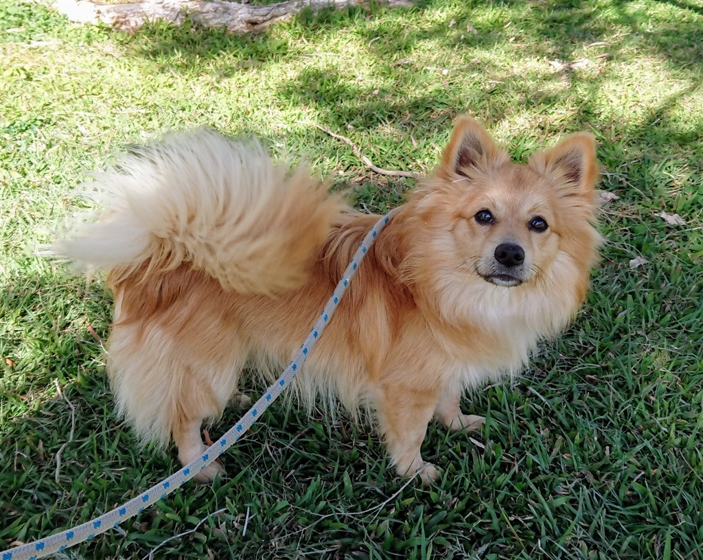 Coco - Small Male German Spitz Mix Dog in QLD - PetRescue