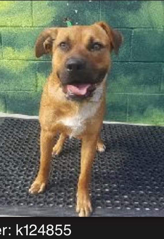 Rhodey - Medium Male Staffy x Rhodesian Ridgeback Dog in QLD - PetRescue