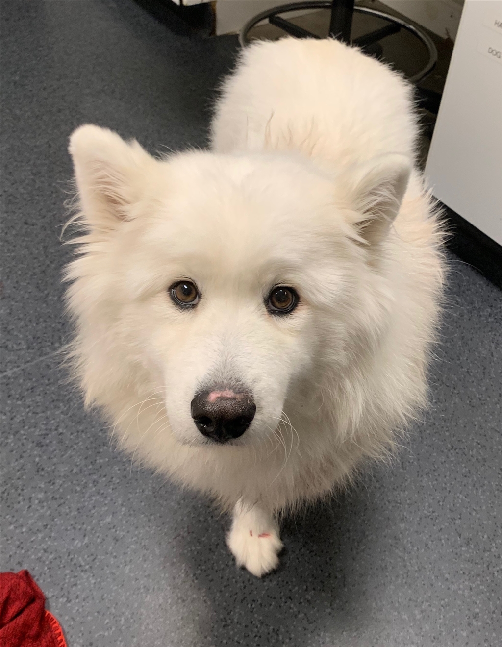 Sammi - Medium Female Samoyed Dog in QLD - PetRescue