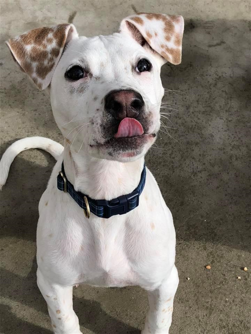 Bentley (now Angus) - Large Male Bull Arab Mix Dog in VIC - PetRescue