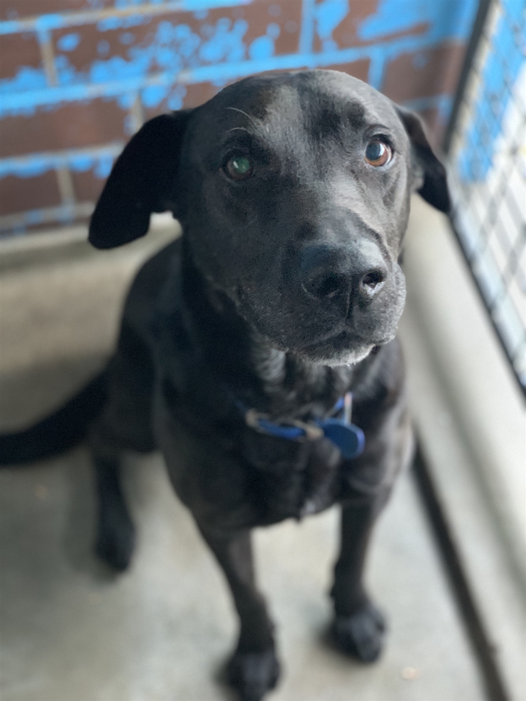 Bailey - Medium Male Labrador X Mix Dog in SA - PetRescue