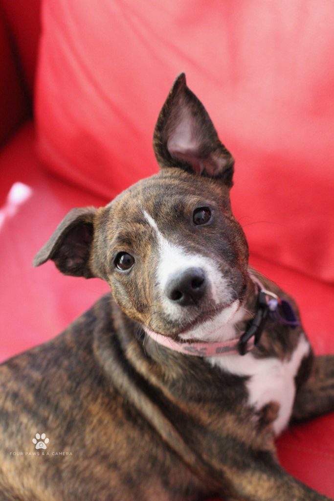 Izzy - Medium Female Staffy x Cross breed Dog in NSW - PetRescue