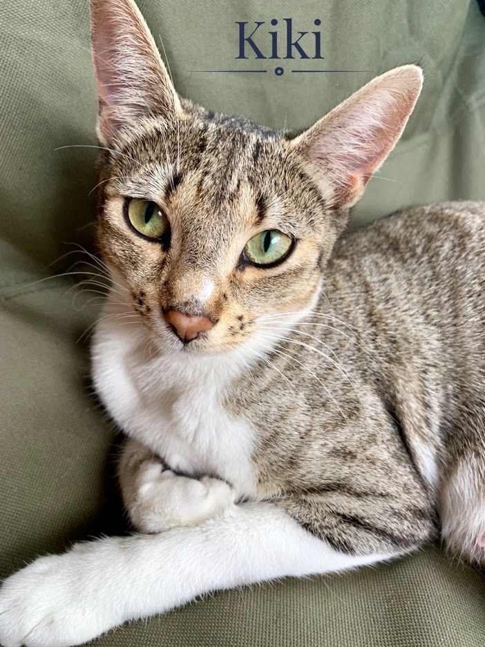 Kiki - Female Abyssinian Mix Cat in NSW - PetRescue