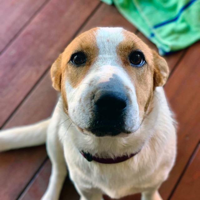 Betty - Medium Female Mixed Breed Dog in WA - PetRescue